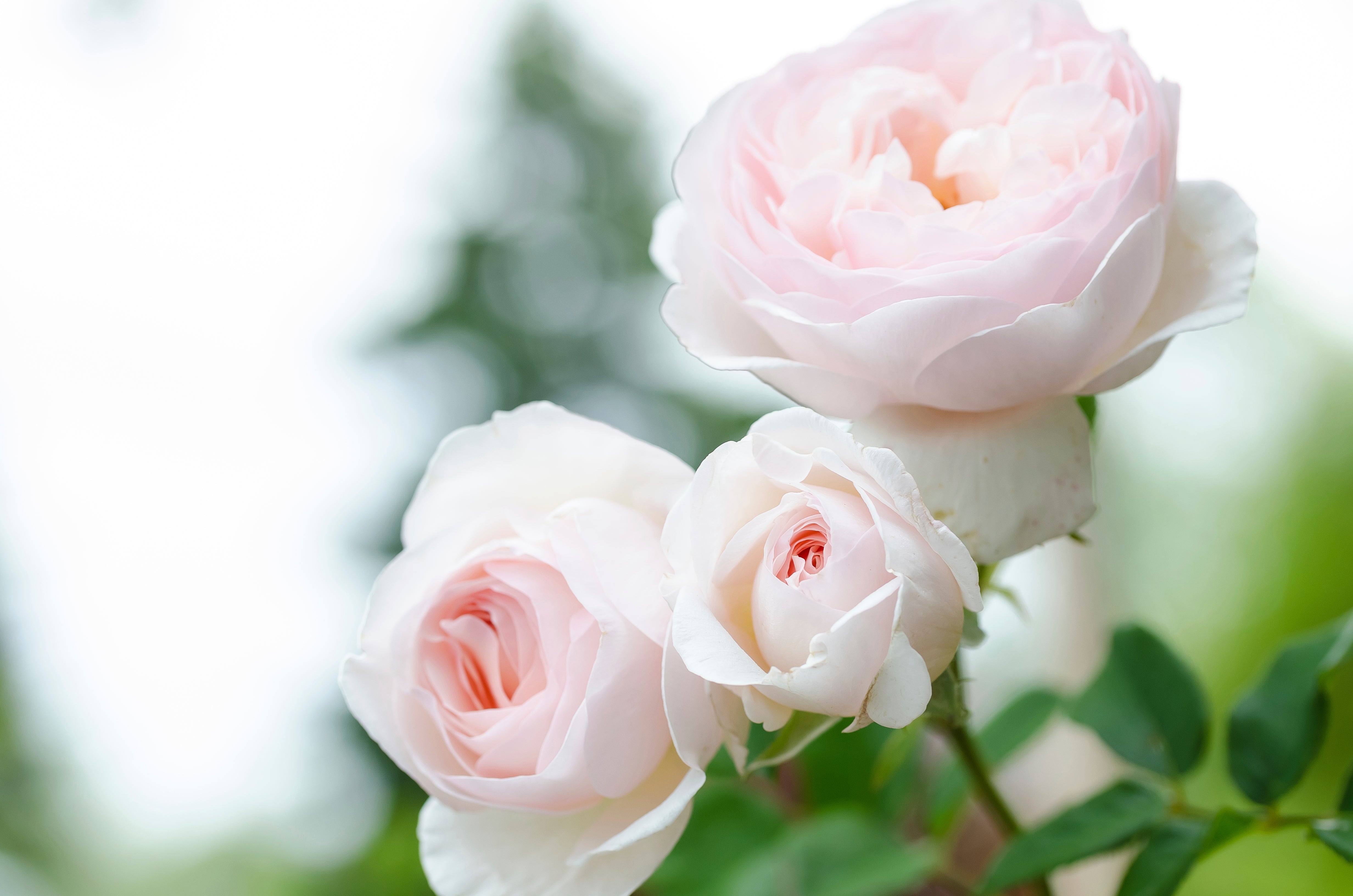 Rozen kopen bij Het Gooise Land